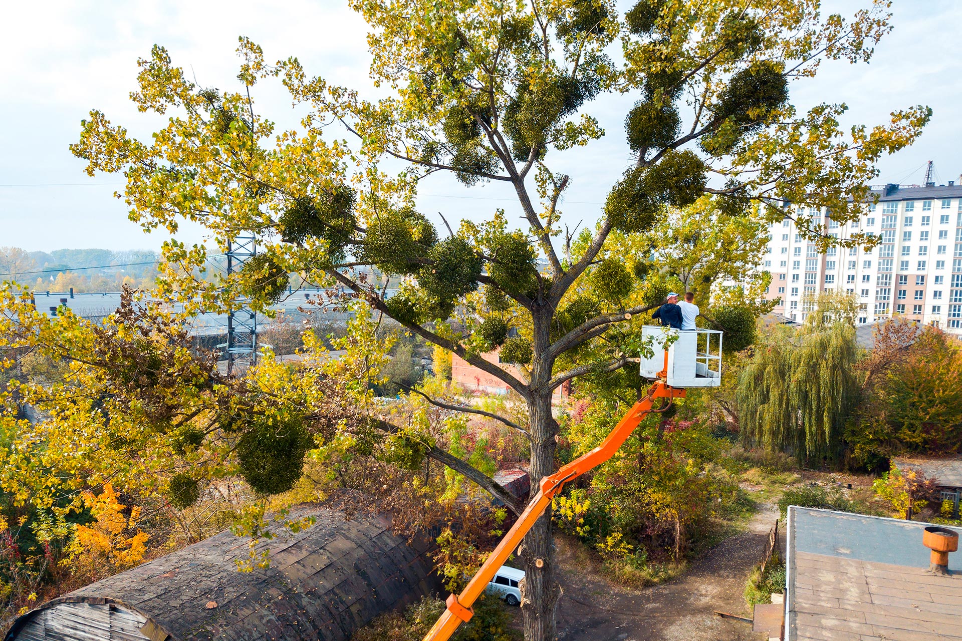 Calvo’s Tree Service & Landscape – Professional Tree Services for All ...